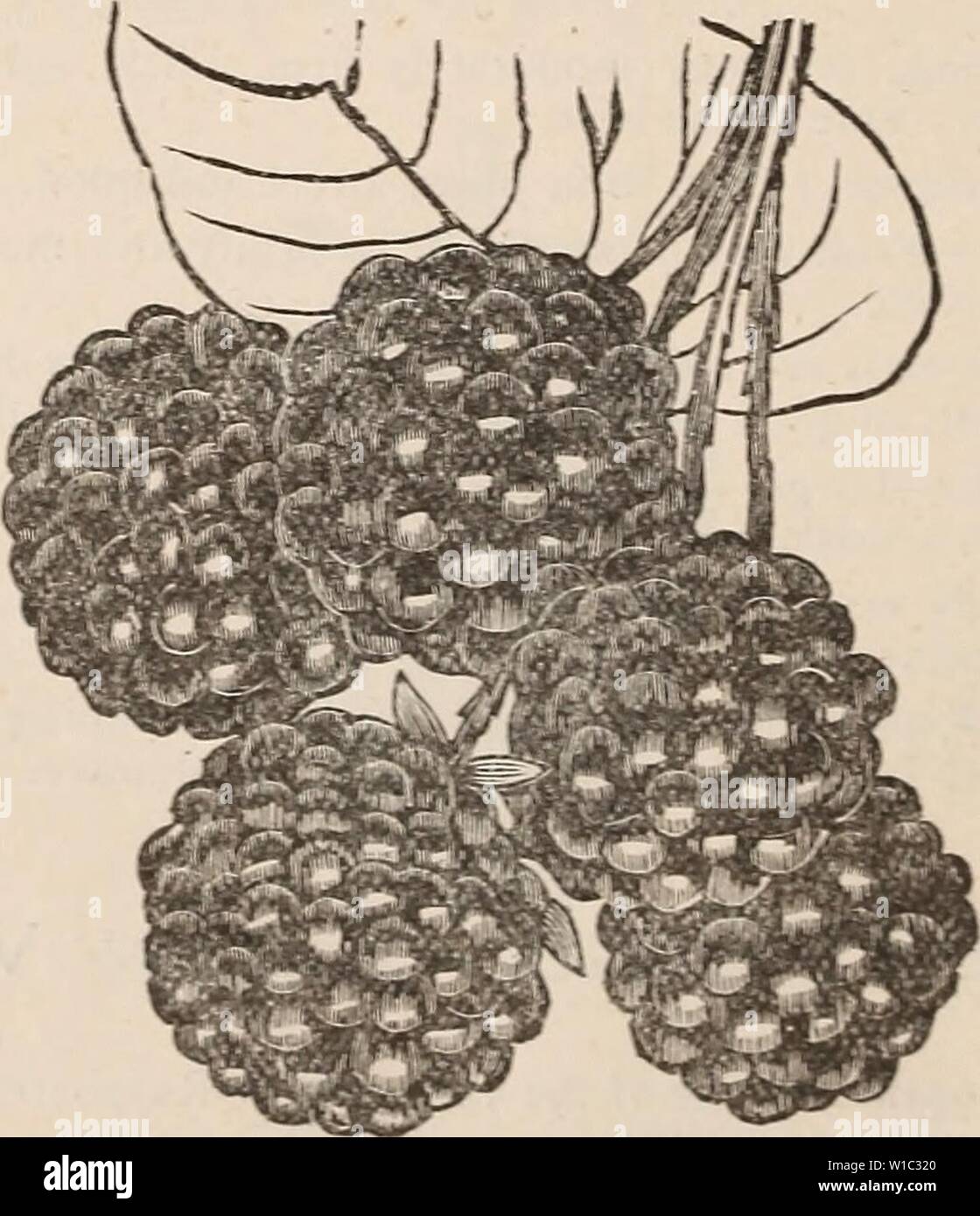 Raspberry Seedling High Resolution Stock Photography and Images - Alamy