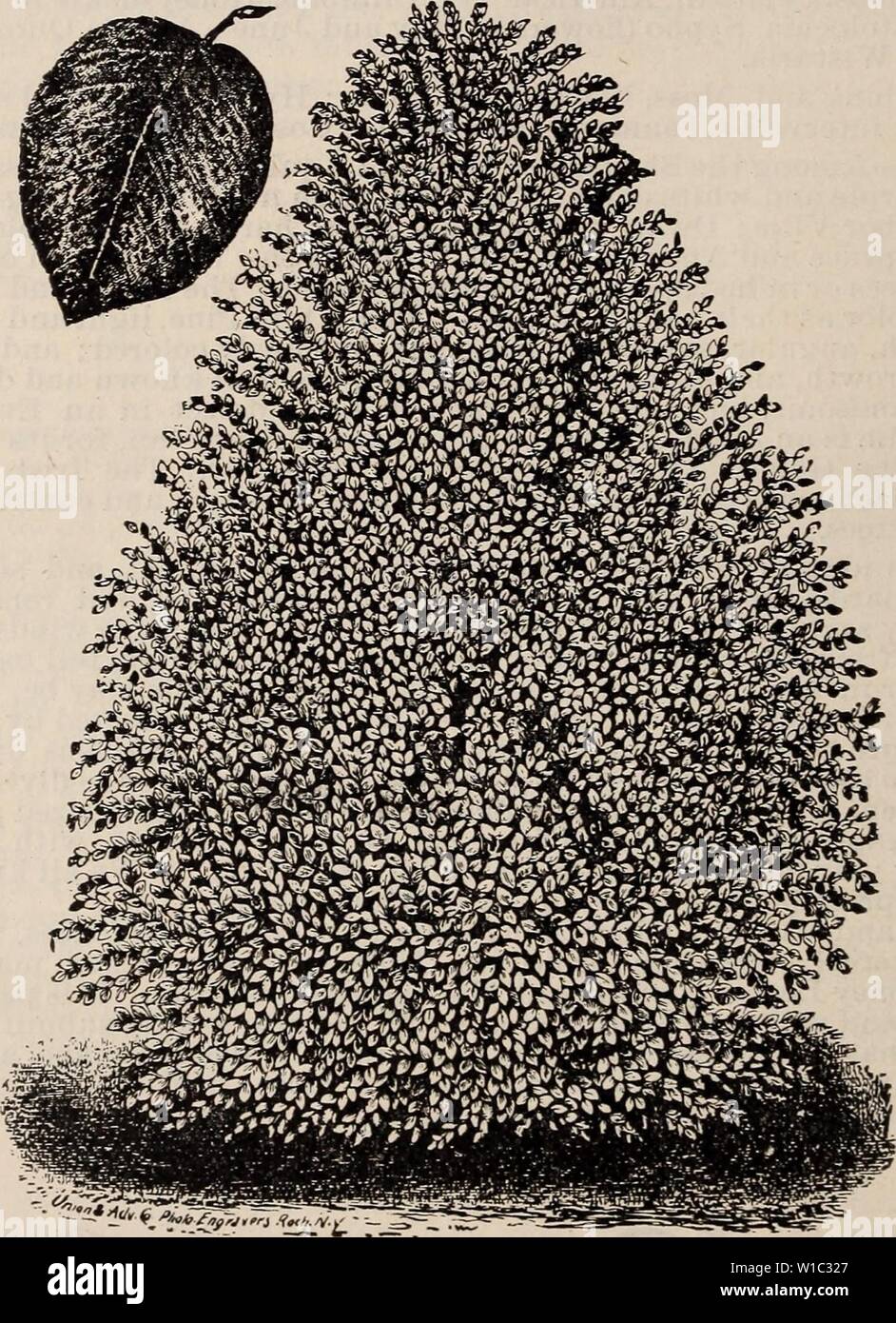 Archive image from page 51 of Descriptive and illustrated catalogue of ...