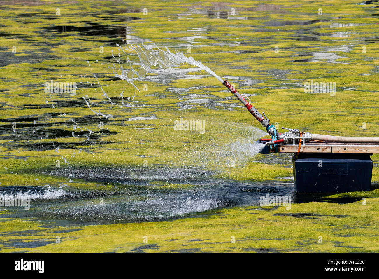 Fire algae hi-res stock photography and images - Alamy