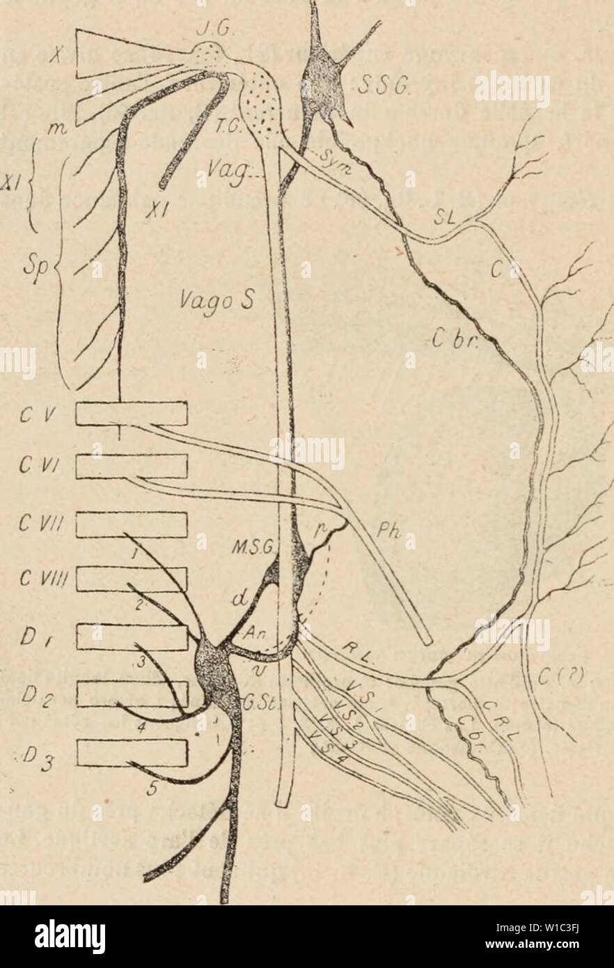 Veines pulmonaires hi-res stock photography and images - Alamy
