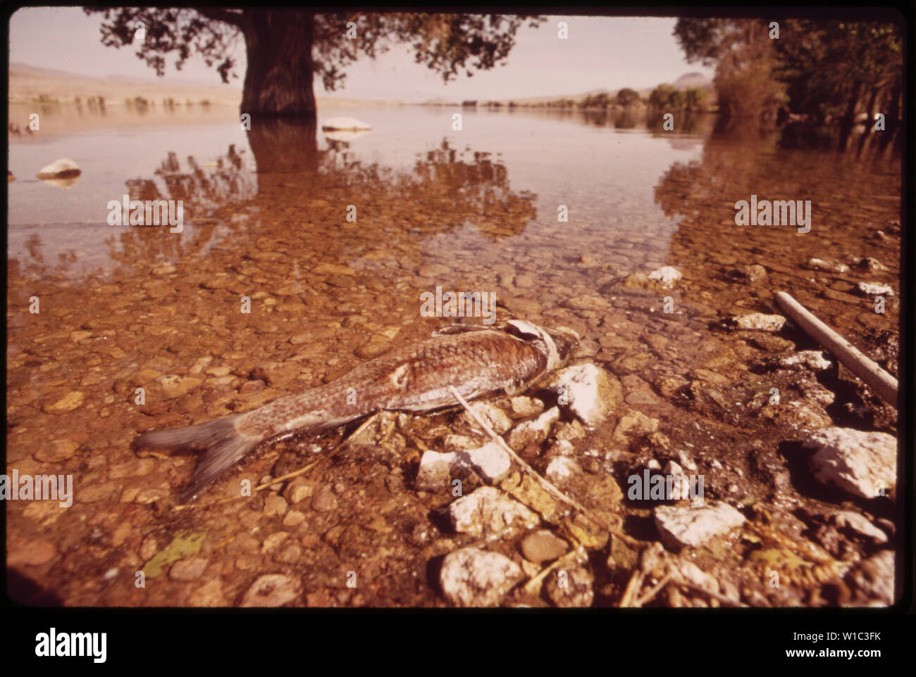 DEAD FISH AT PAHRANAGAT LAKE, A WILDLIFE REFUGE Stock Photo - Alamy