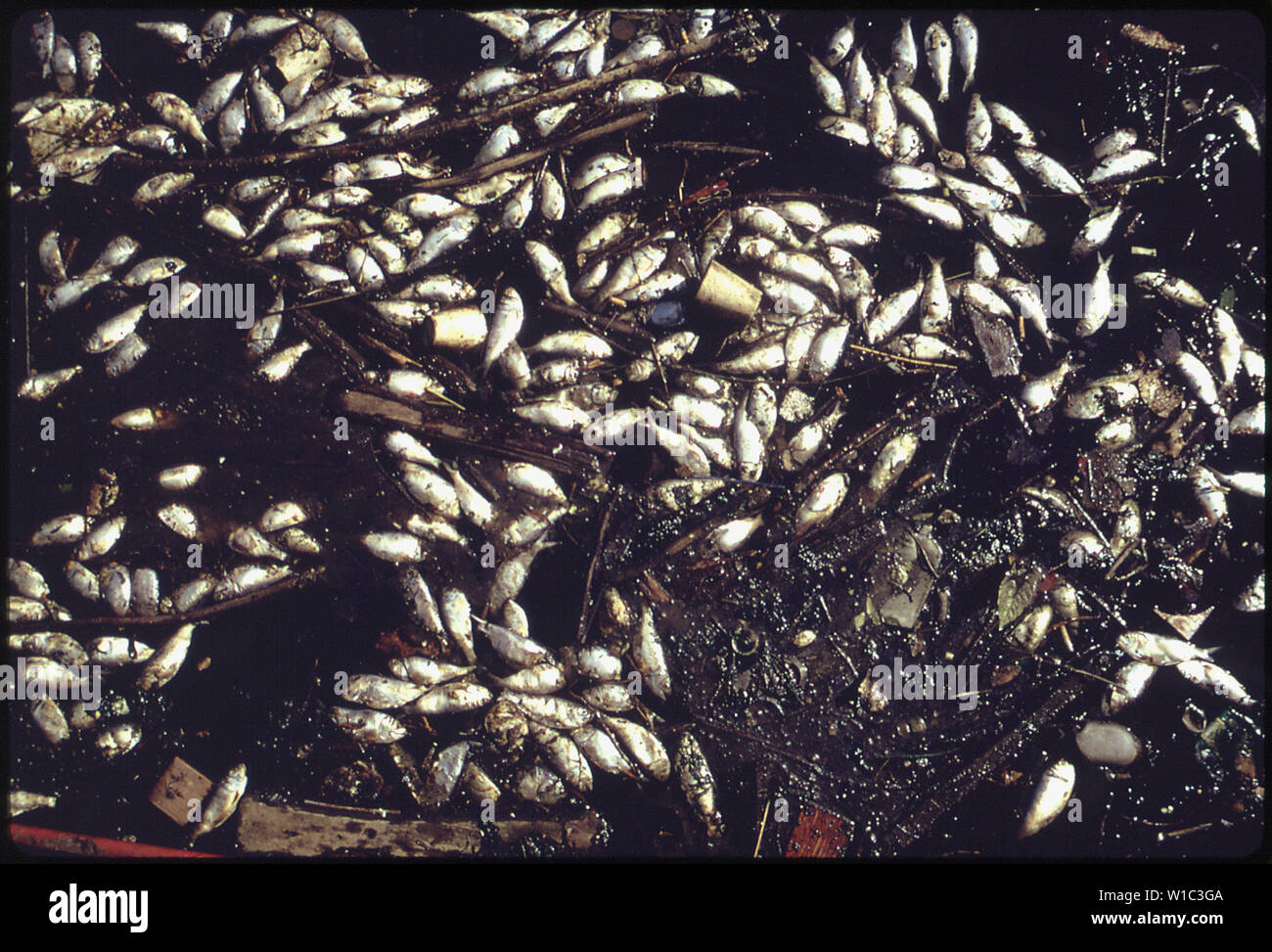 DEAD FISH ON THE SHORE OF MIDDLE BRANCH, NEAR PORT COVINGTON IN ...