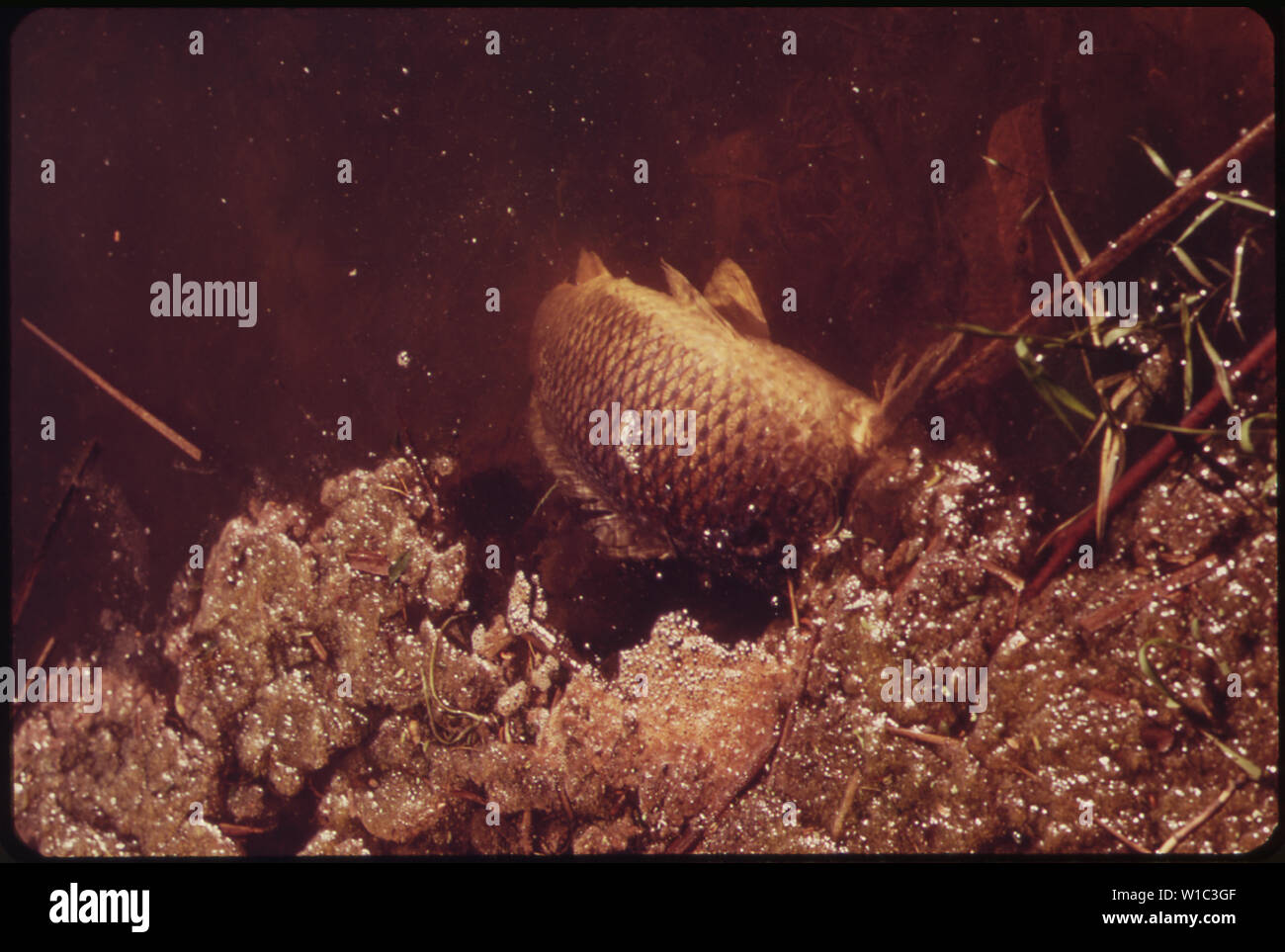 DEAD CARP IN HEAVY ALGAE IN THE FOX RIVER NEAR KAUKAUNA ROUGH FISH SUCH ...
