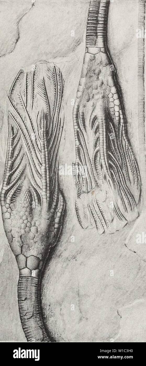 Archive image from page 512 of The Devonian crinoids of the Stock Photo ...