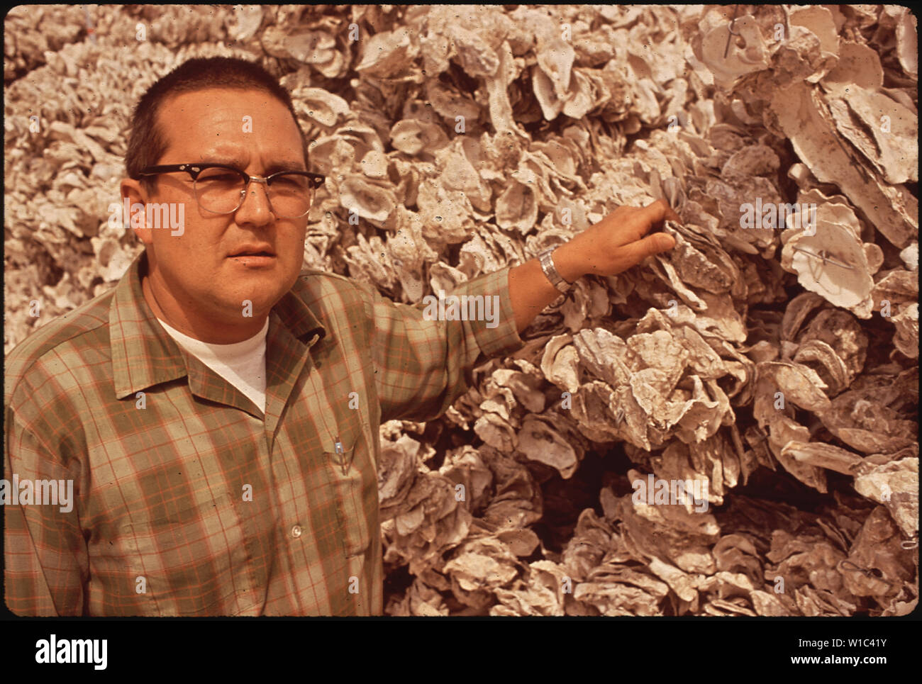 Strings of oyster shells hi-res stock photography and images - Alamy