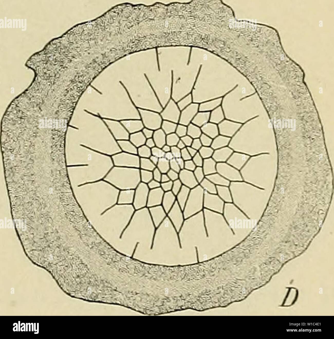 Archive image from page 52 of The development of the human. The ...