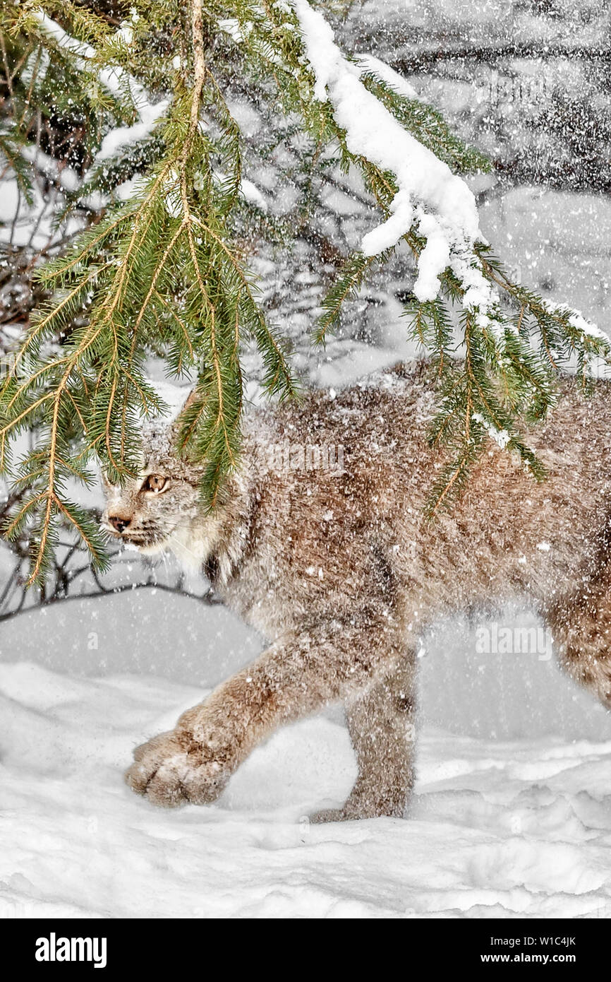 Alaska lynx hi-res stock photography and images - Alamy
