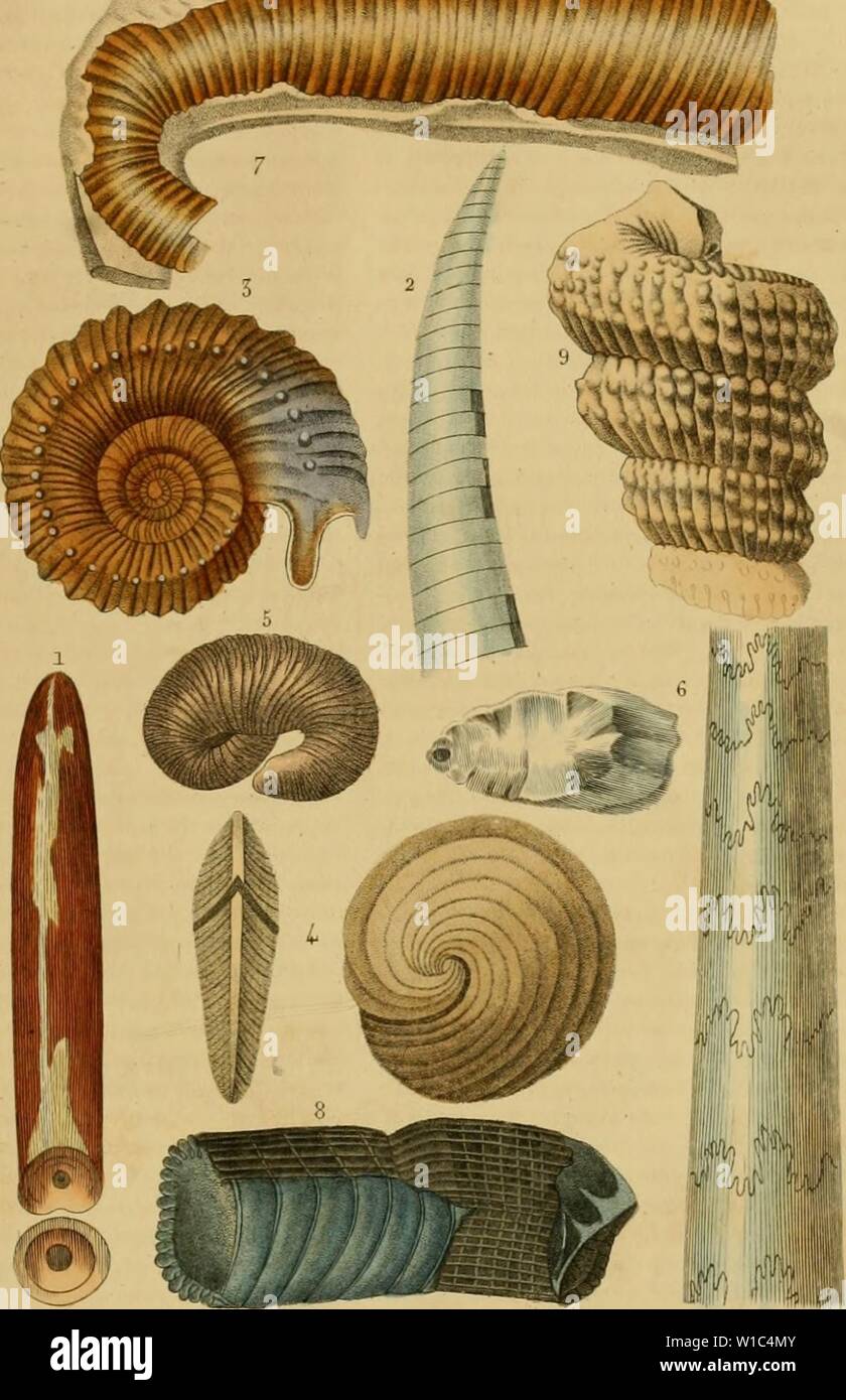 Hamite hi-res stock photography and images - Alamy