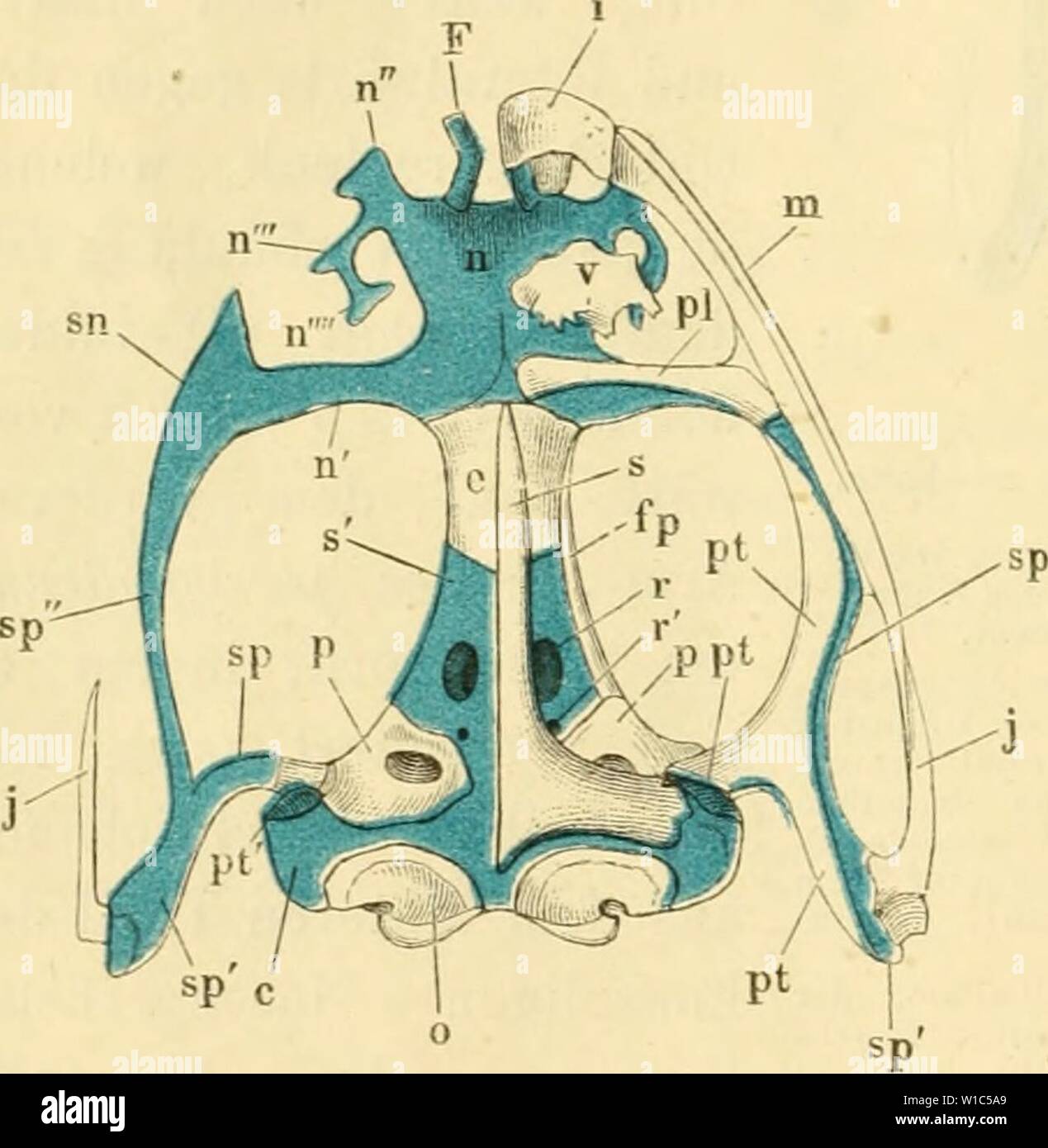Os suspensorium hi-res stock photography and images - Alamy