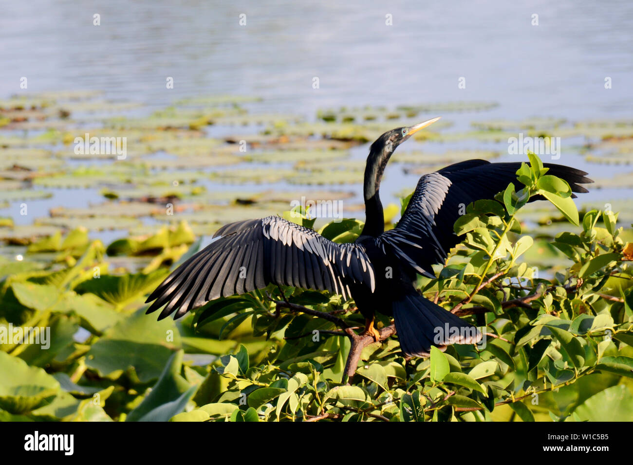 Fly lake water hi-res stock photography and images - Alamy