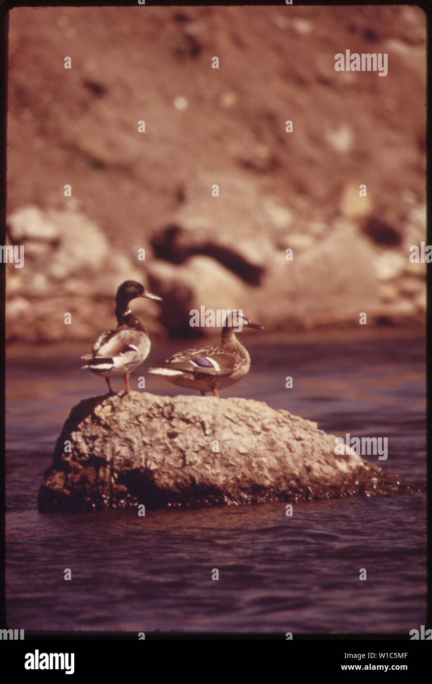 DUCKS PERCH ON ROCK IN THE MIDDLE OF THE MISSISSIPPI RIVER Stock Photo ...