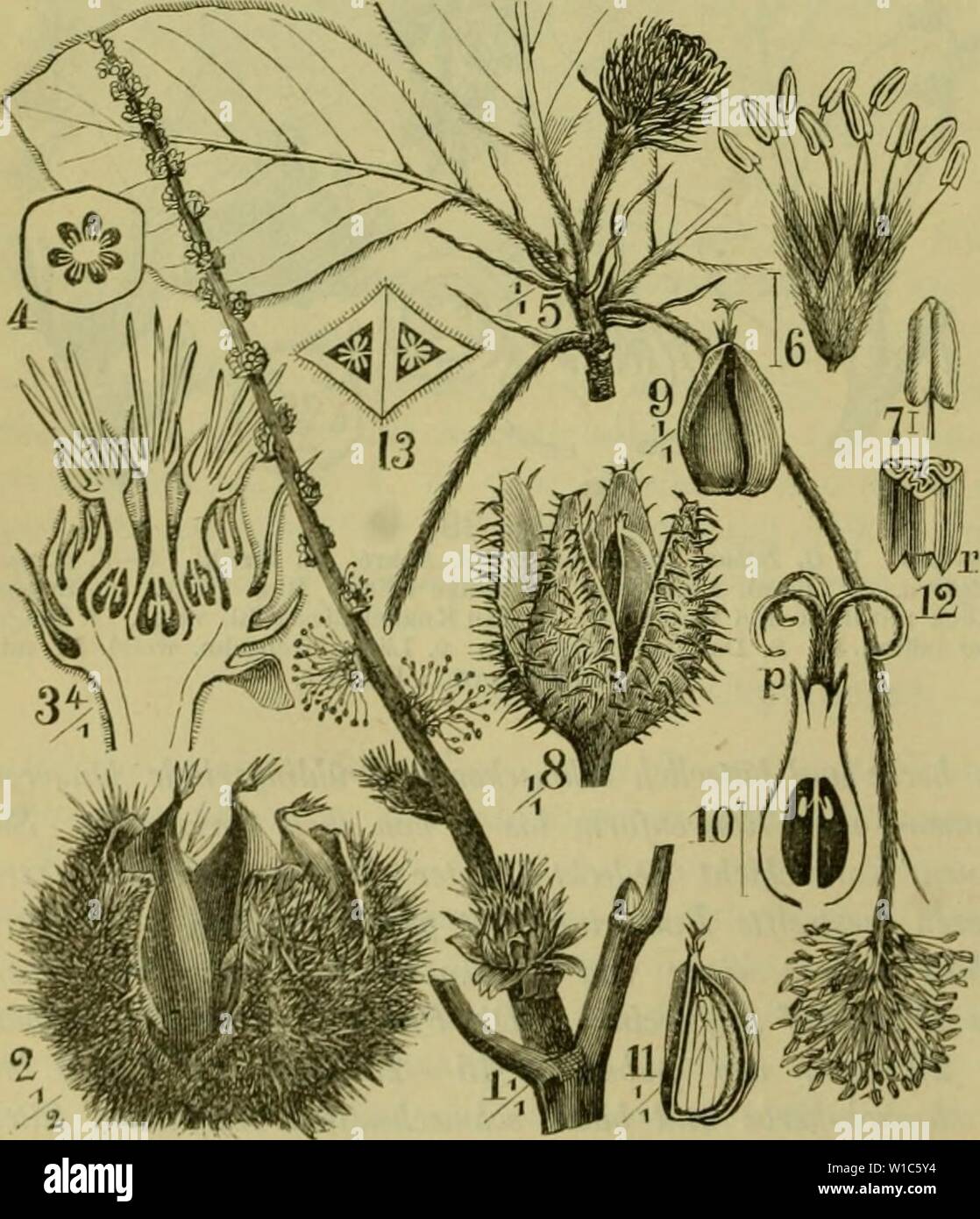 Gallwespe High Resolution Stock Photography and Images - Alamy