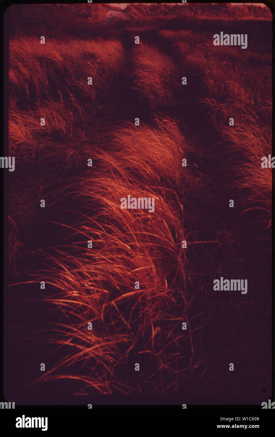 DUNE BUGGY TRACKS ACROSS THE DUNE Stock Photo - Alamy