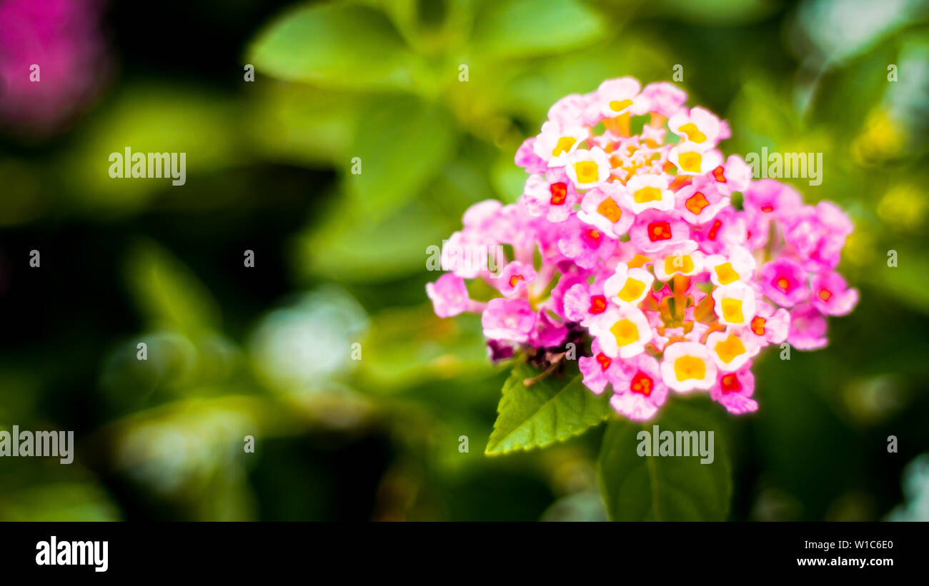 Nature Minimal Concept - Green Leaves Background with small little pink ...