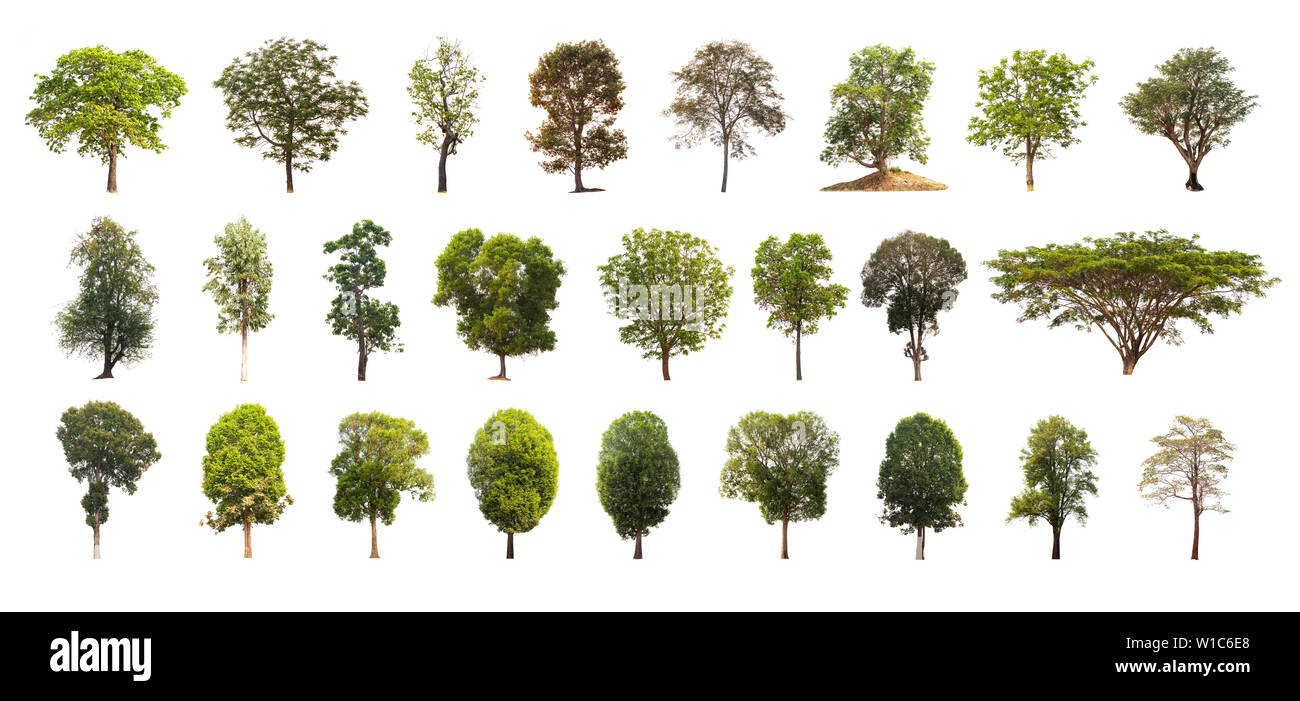 Collection of Isolated Trees on white background. A beautiful trees ...