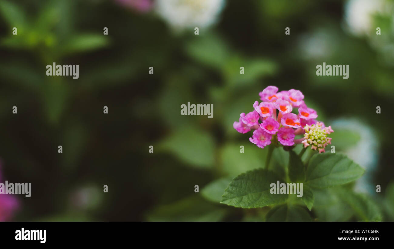 Nature Minimal Concept - Green Leaves Background with small little pink ...
