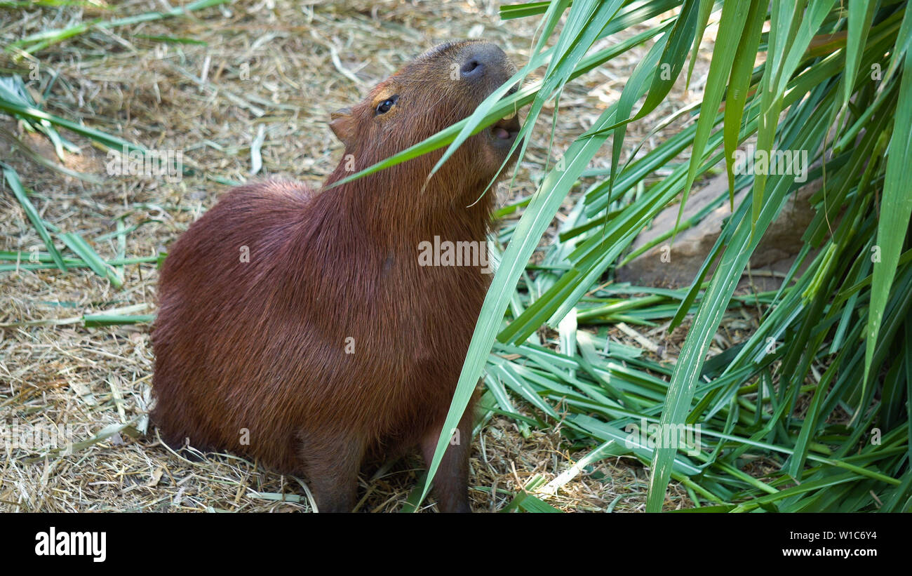Capybara (Hydrochoerus hydrochaeris) is large rodent of genus Capybara ...