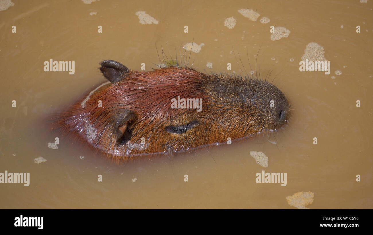 Capybara (Hydrochoerus hydrochaeris) is large rodent of genus Capybara ...