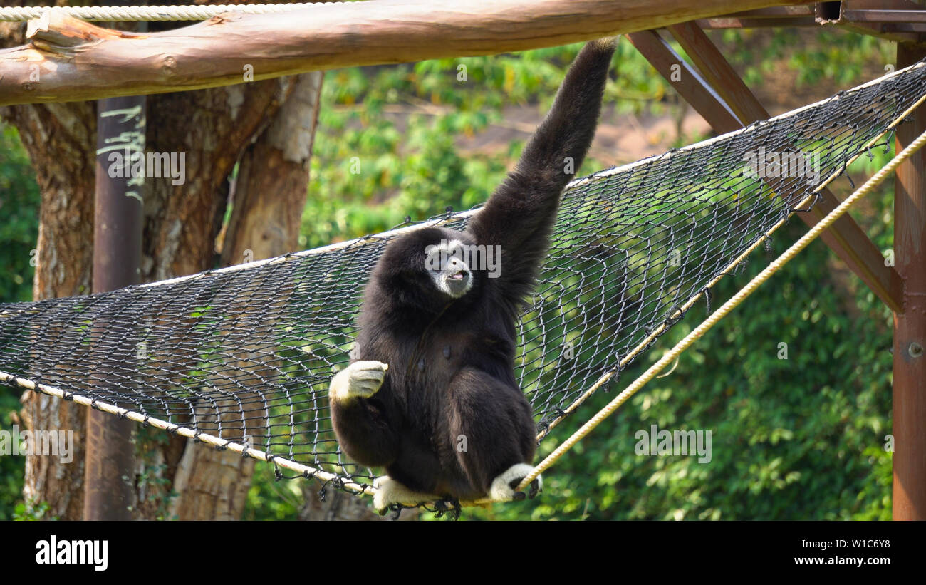 Spider Monkey Adult Lone Playing Play Hanging Swinging Tail Stock Photo ...