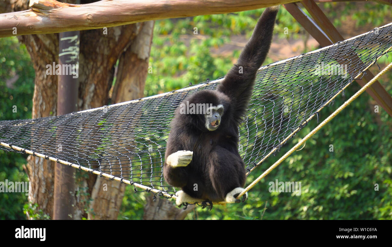 Spider Monkey Adult Lone Playing Play Hanging Swinging Tail Stock Photo ...