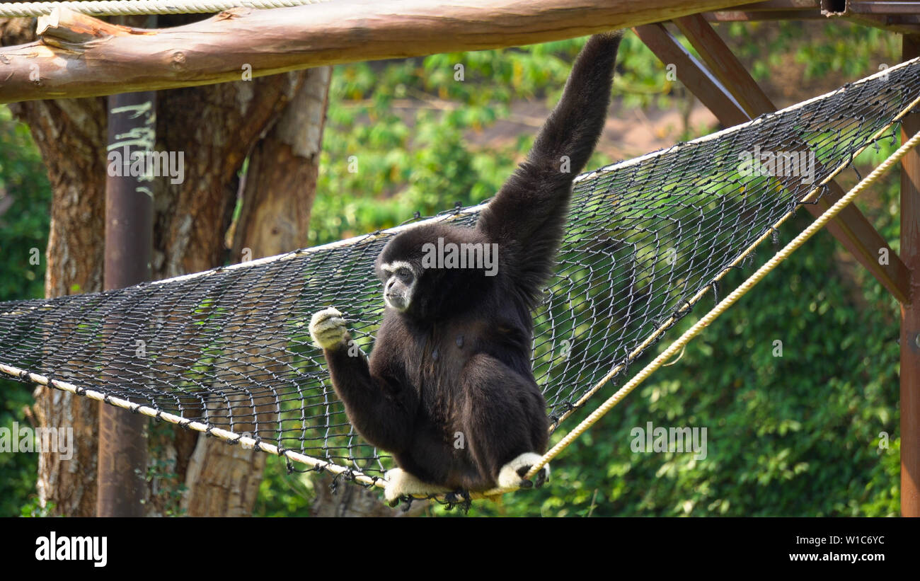 Monkey swinging rope hi-res stock photography and images - Alamy