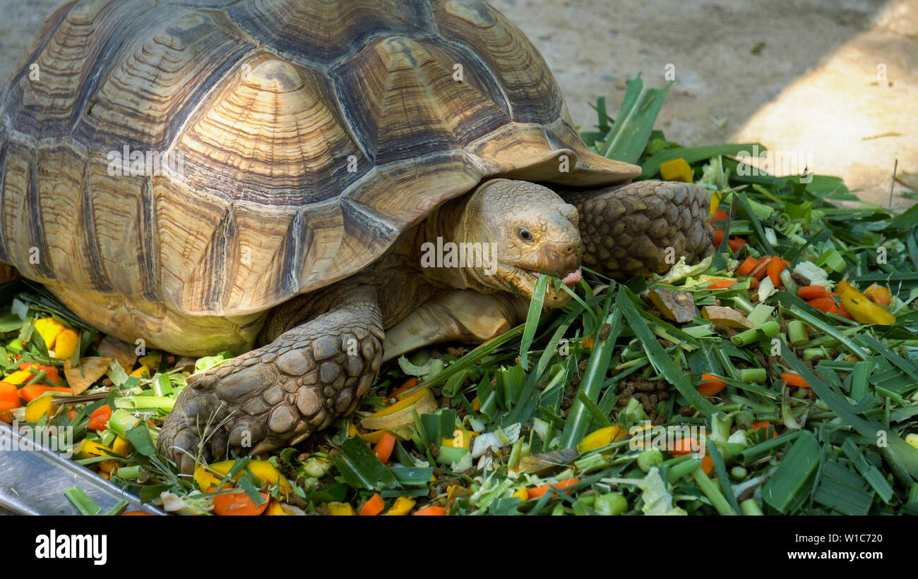 Turtles are eating food Stock Photo - Alamy