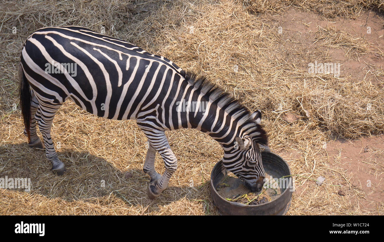 Zebra eating grass in zoo thailand Stock Photo - Alamy
