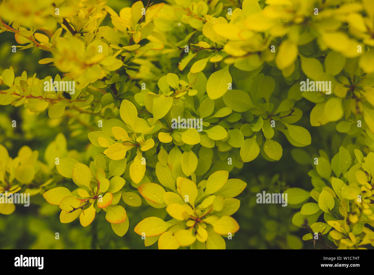 Close-up shot of green bush after rain.Spring bush with new leaves in ...