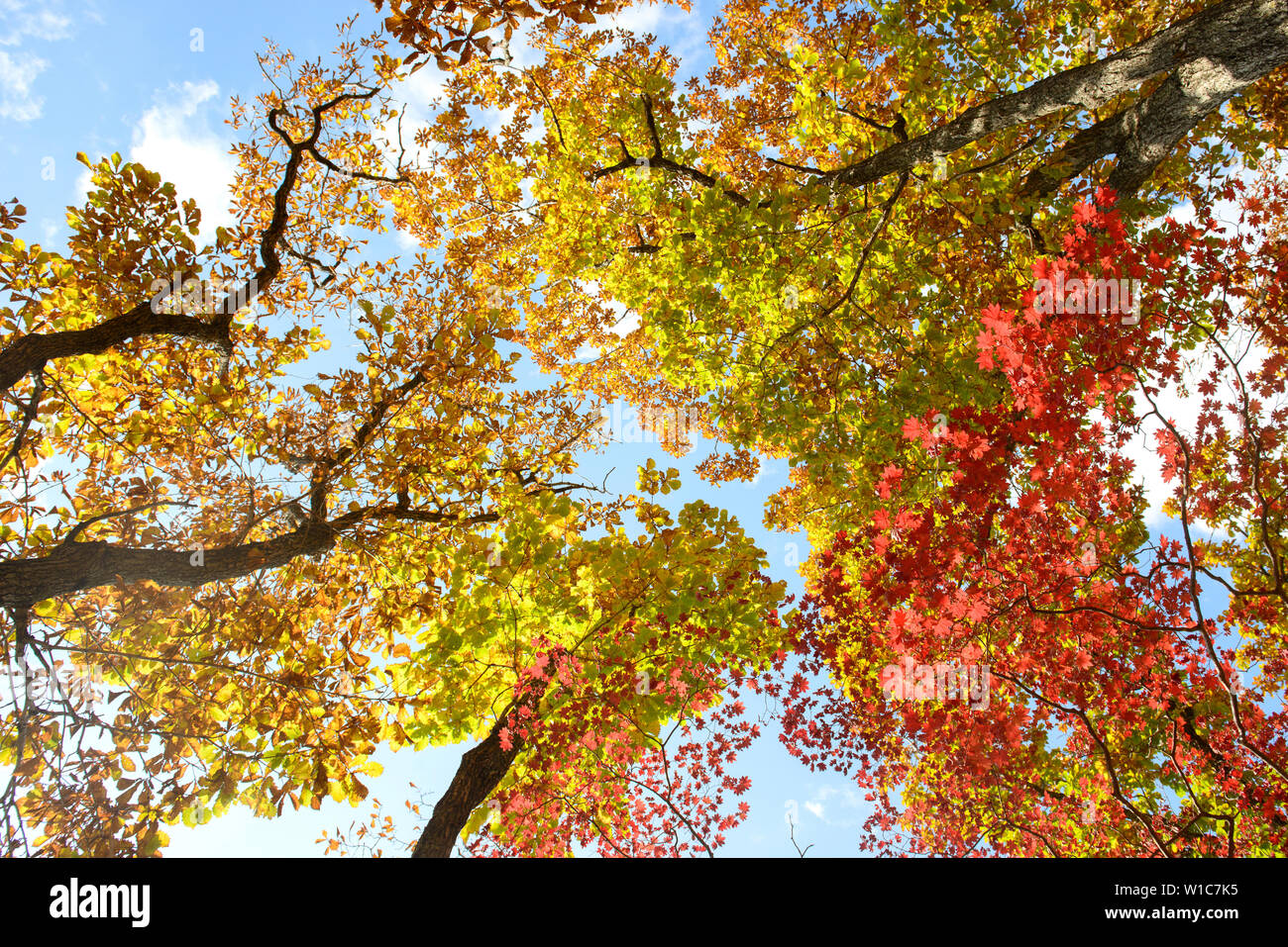 Top view red maple tree hi-res stock photography and images - Alamy