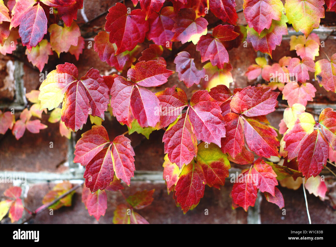 Red ivy leaves hi-res stock photography and images - Alamy