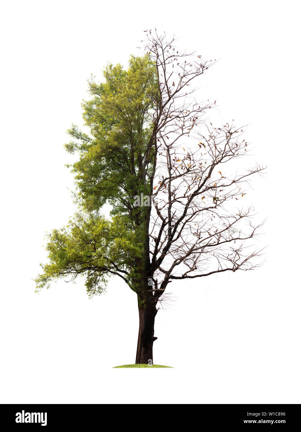 Concept of doubleness. Dead tree on one side and living tree on the ...