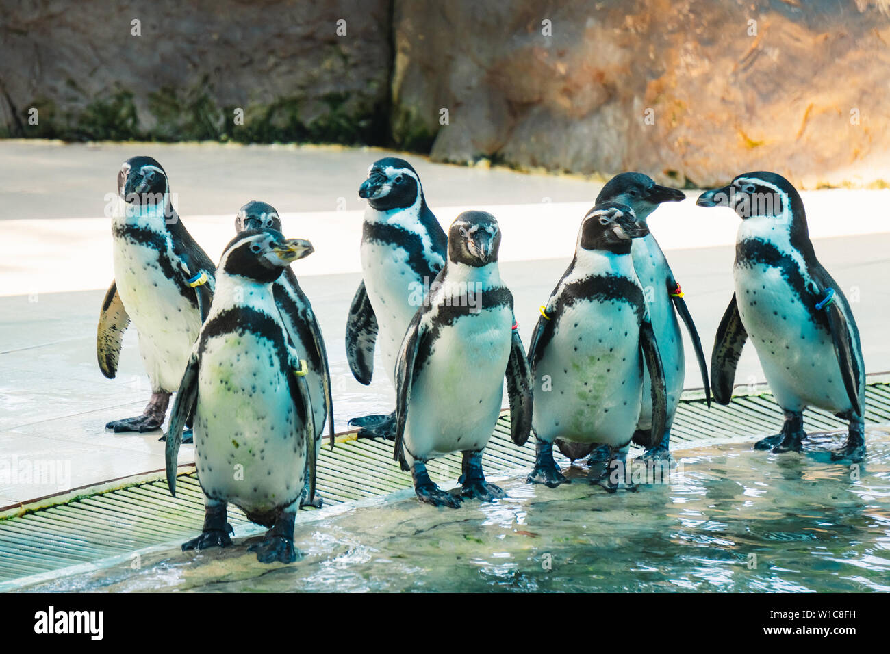 Humboldt Penguin in zoo thailand Stock Photo - Alamy