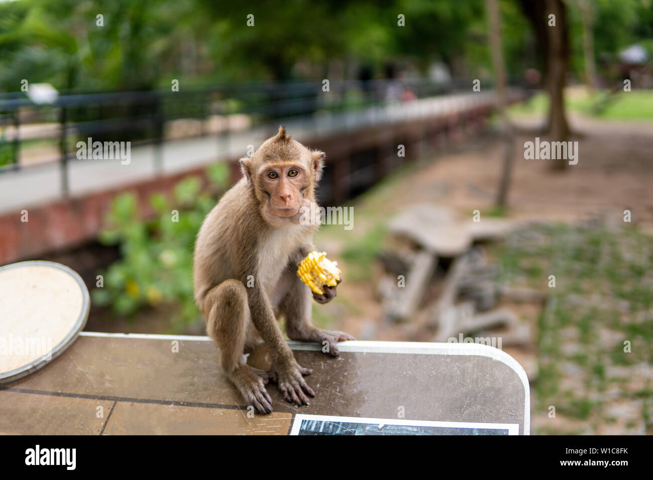 Monkey eating corn hi-res stock photography and images - Alamy