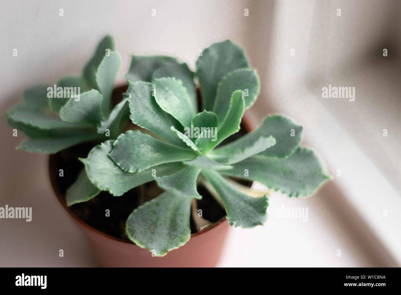 Indoor desert hi-res stock photography and images - Alamy