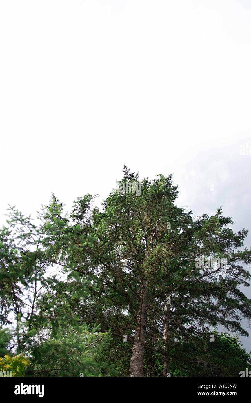 Tranquil tree art hi-res stock photography and images - Alamy