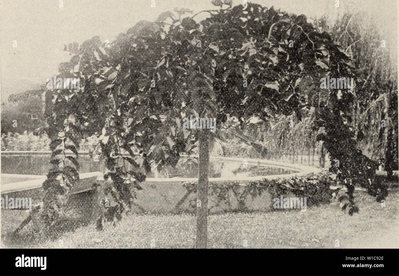 English roses 1900 hi-res stock photography and images - Alamy