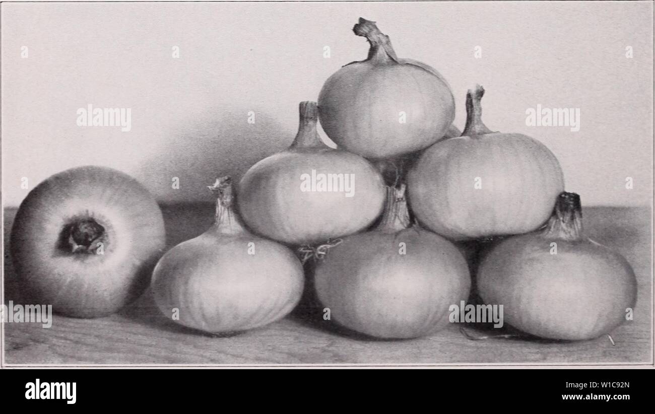 Allium cepa drawing hi-res stock photography and images - Alamy