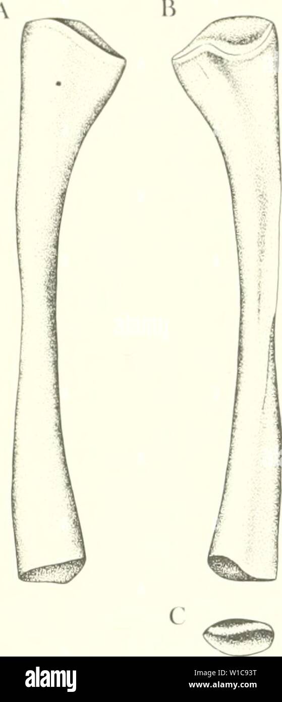 Fibula e tibia hi-res stock photography and images - Alamy