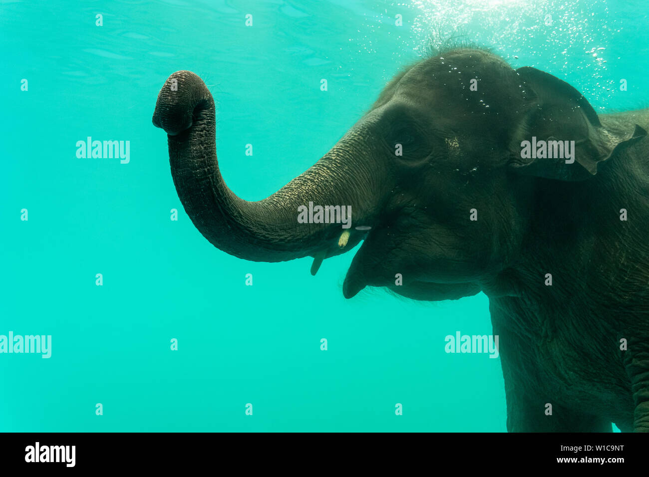 Elephant show swimming and blow the bubbles out of the trunk underwater ...