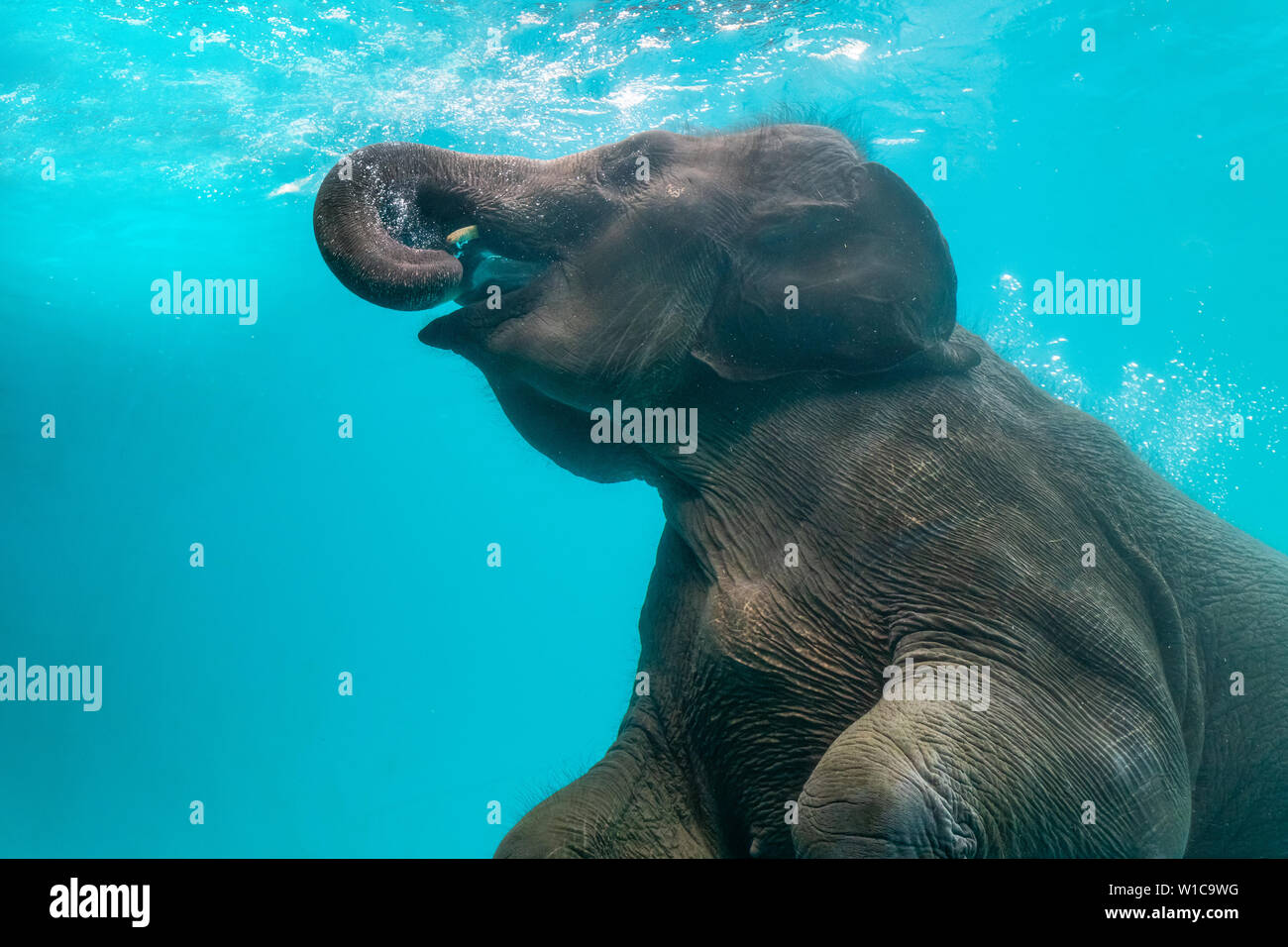 Underwater Elephant