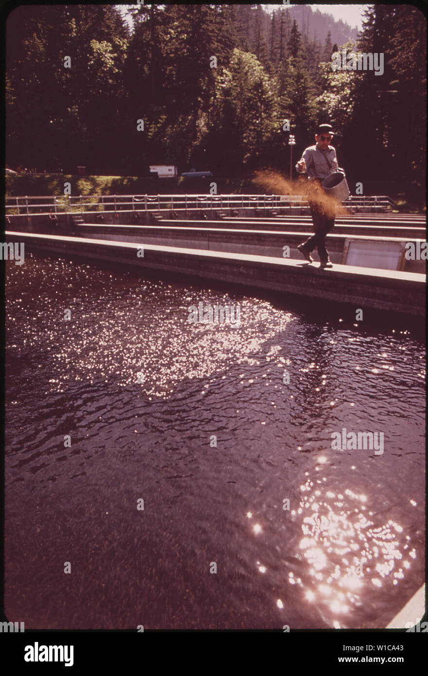 EAGLE CREEK FISH HATCHERY NEAR CASCADE LOCKS, ON THE COLUMBIA RIVER ...