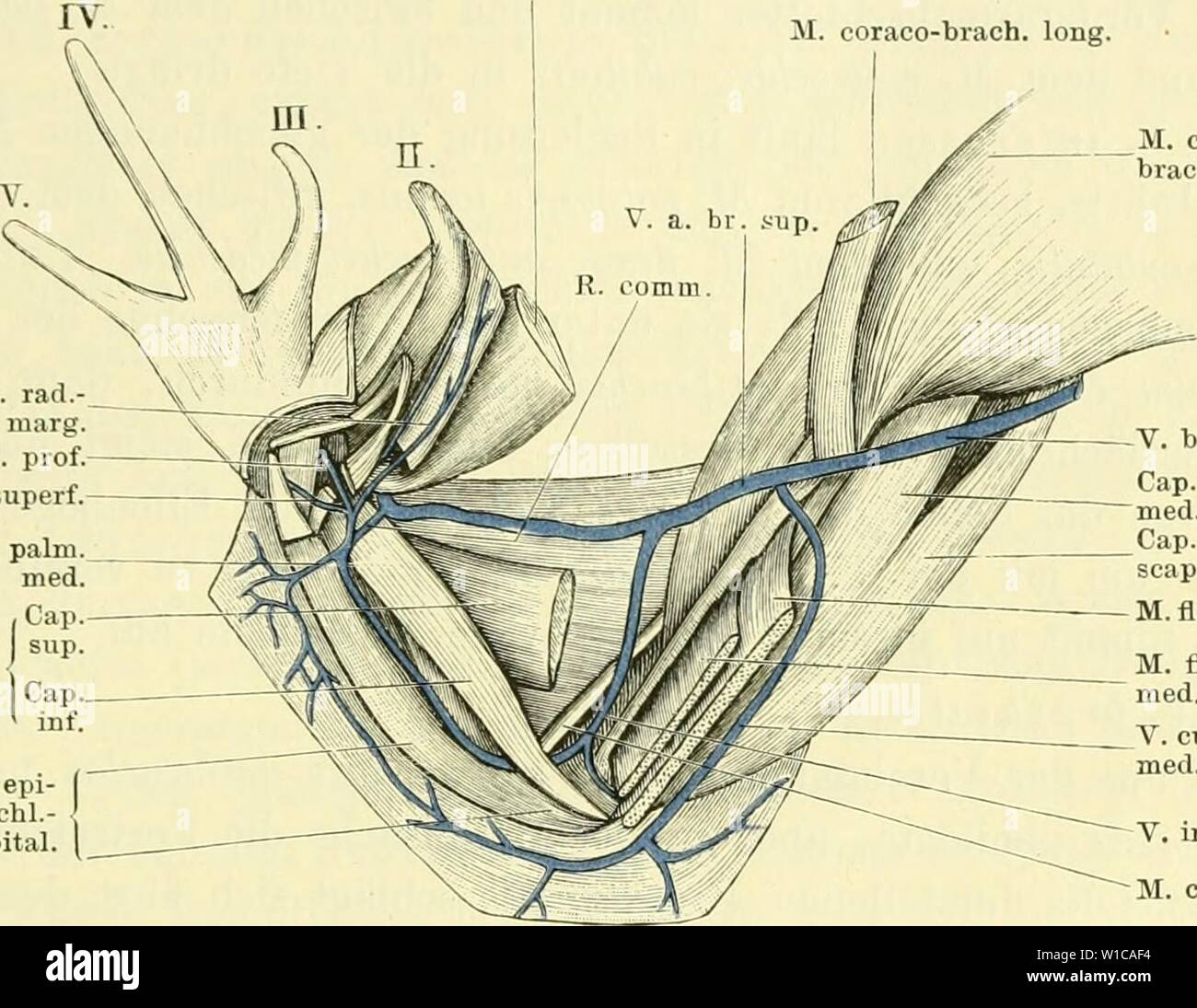 Alexander ecker hi-res stock photography and images - Alamy