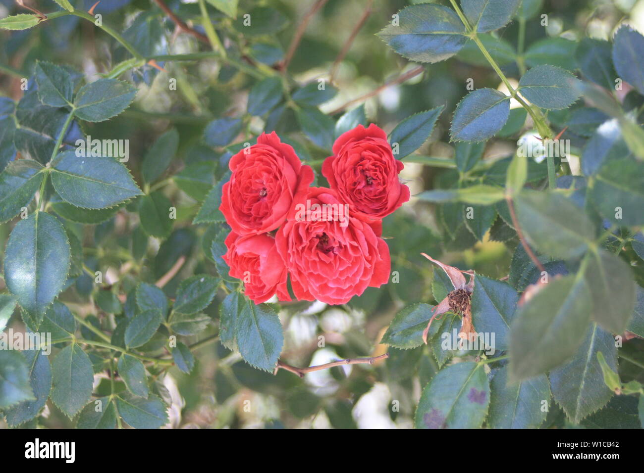 Mini Red Roses Stock Photo - Alamy