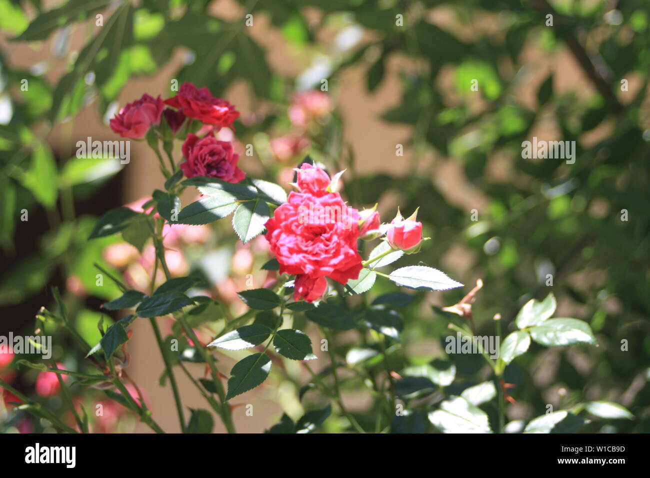 Red Rose Bush Stock Photo - Alamy