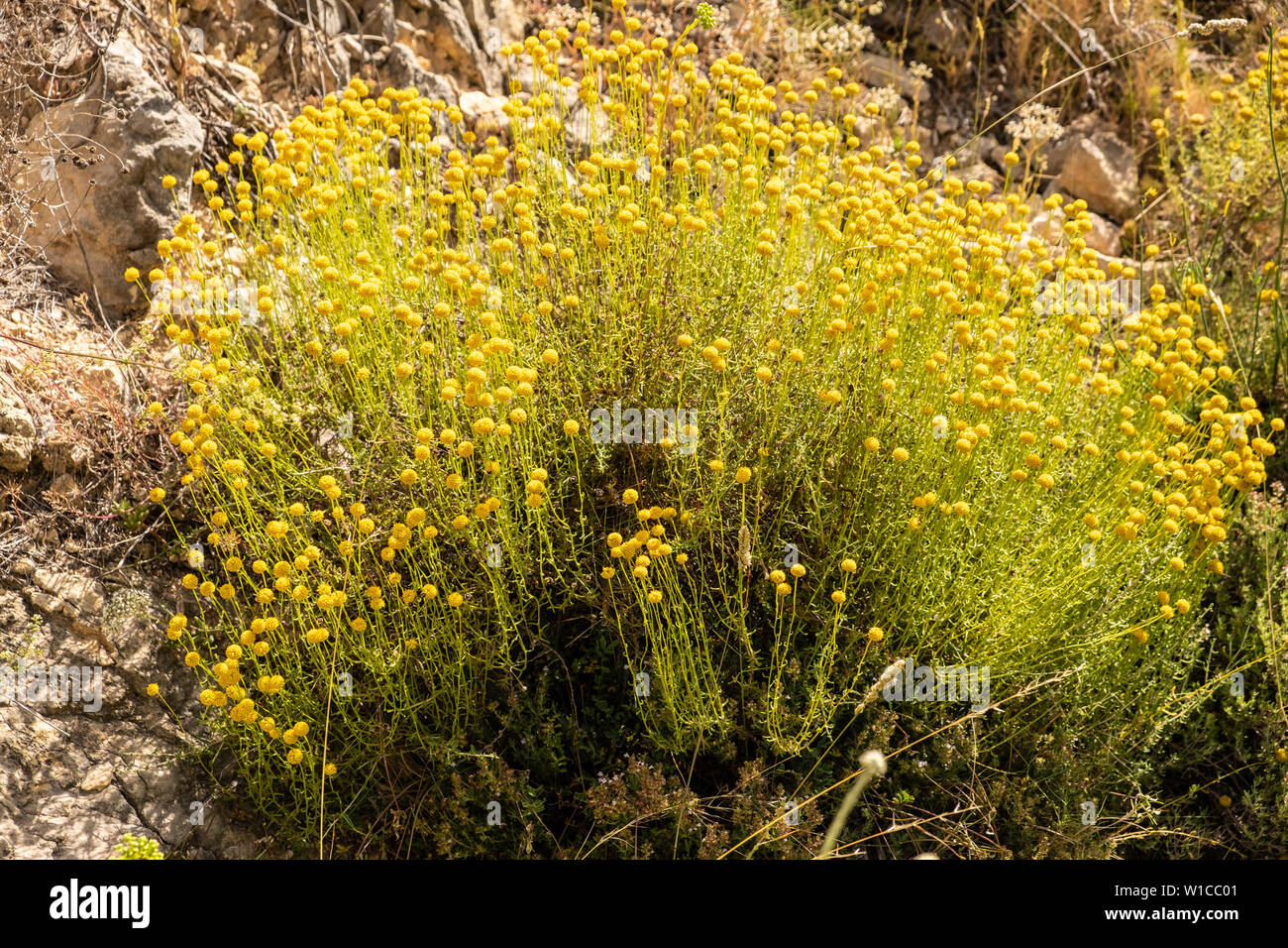 Flowering chamomile plant in the wilderness Stock Photo - Alamy