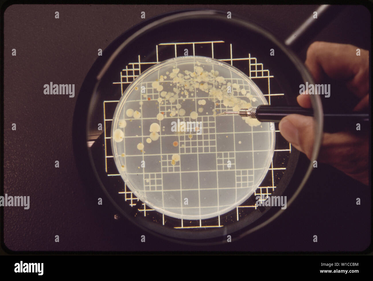 EPA GULF BREEZE LABORATORY: THE MICRO-BIOLOGY LAB. TAKING A BACTERIA ...