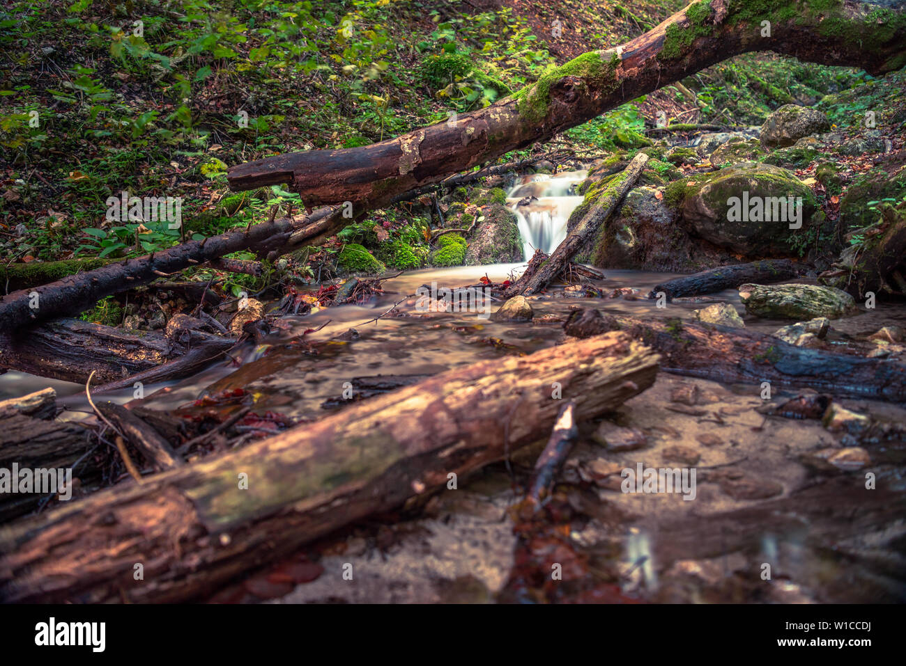 Trunks of trees fallen in the stream, dead nature. Detail in nature ...
