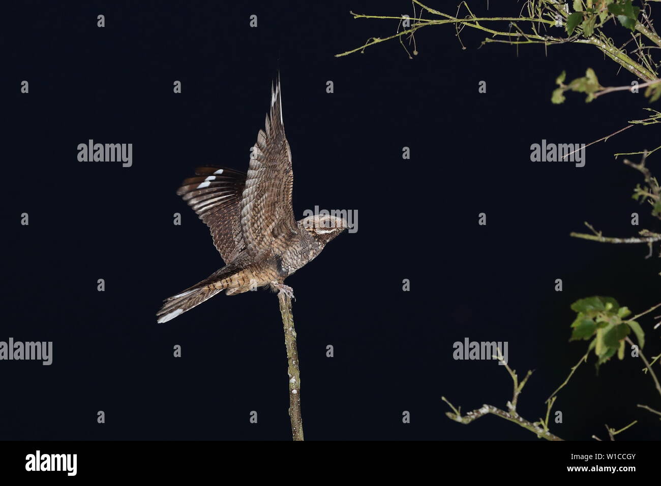 Nightjar england hi-res stock photography and images - Alamy