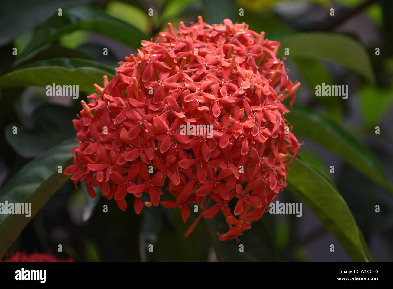 Natural wallpaper hi-res stock photography and images - Alamy