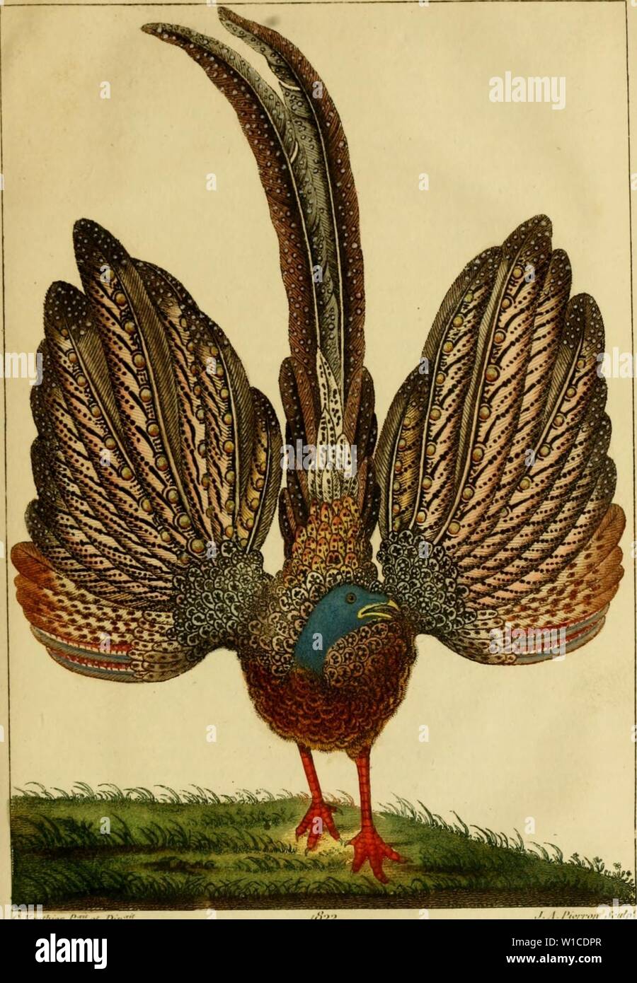 Auca hi-res stock photography and images - Alamy